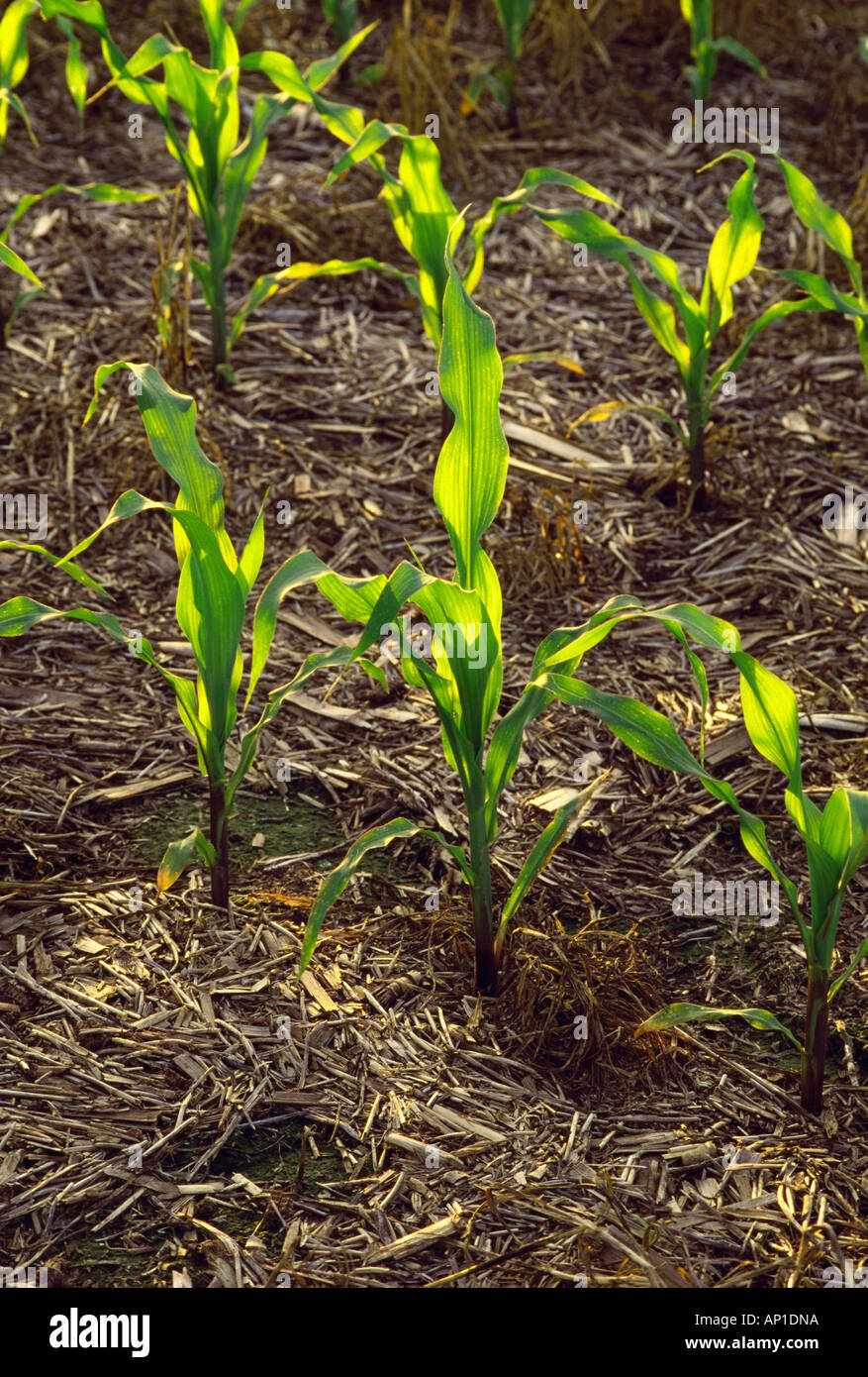 Agriculture - Closeup of early growth no-till grain corn plants growing ...