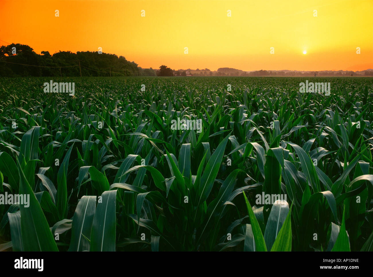 Agriculture - Mid growth pre tassel grain corn field at sunset with a ...