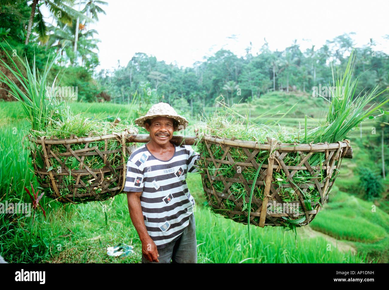Farmer corn harvest bali hi-res stock photography and images - Alamy
