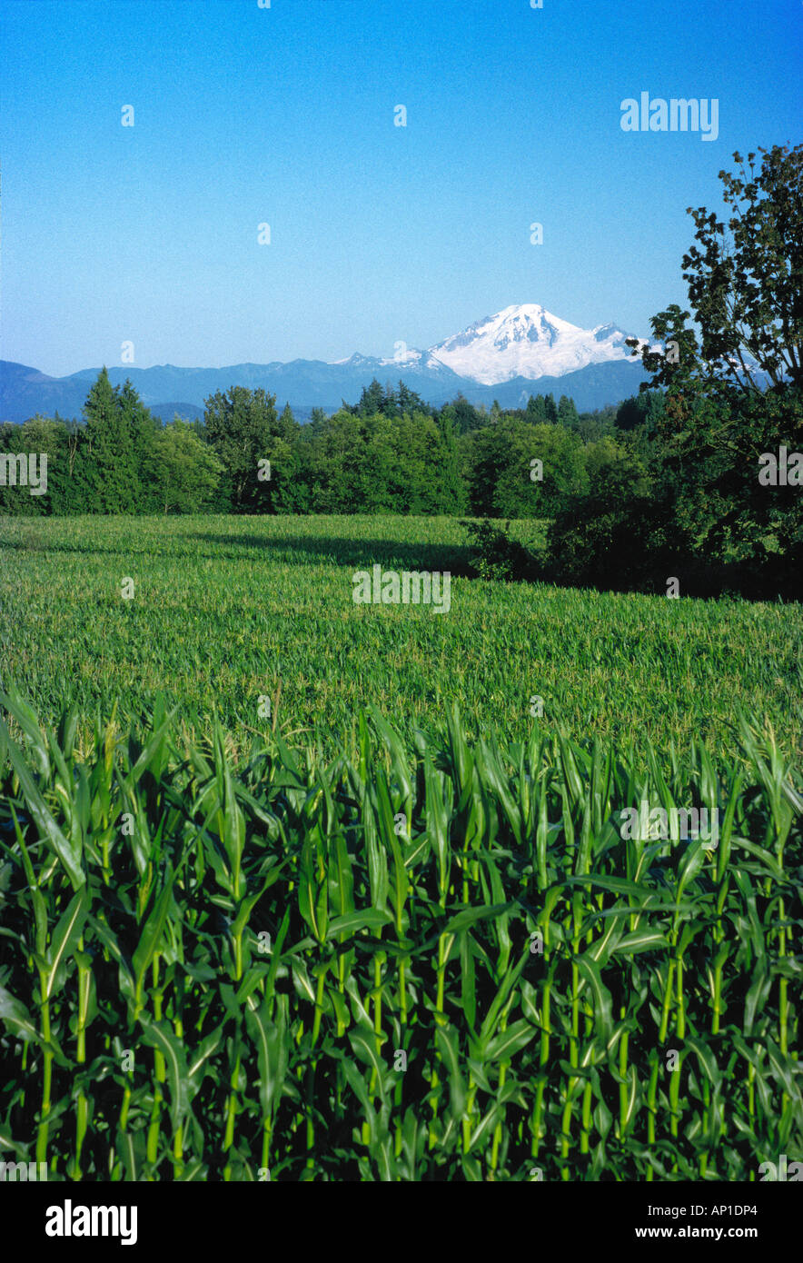 Agriculture - A field of mid growth early tassel stage grain corn with ...