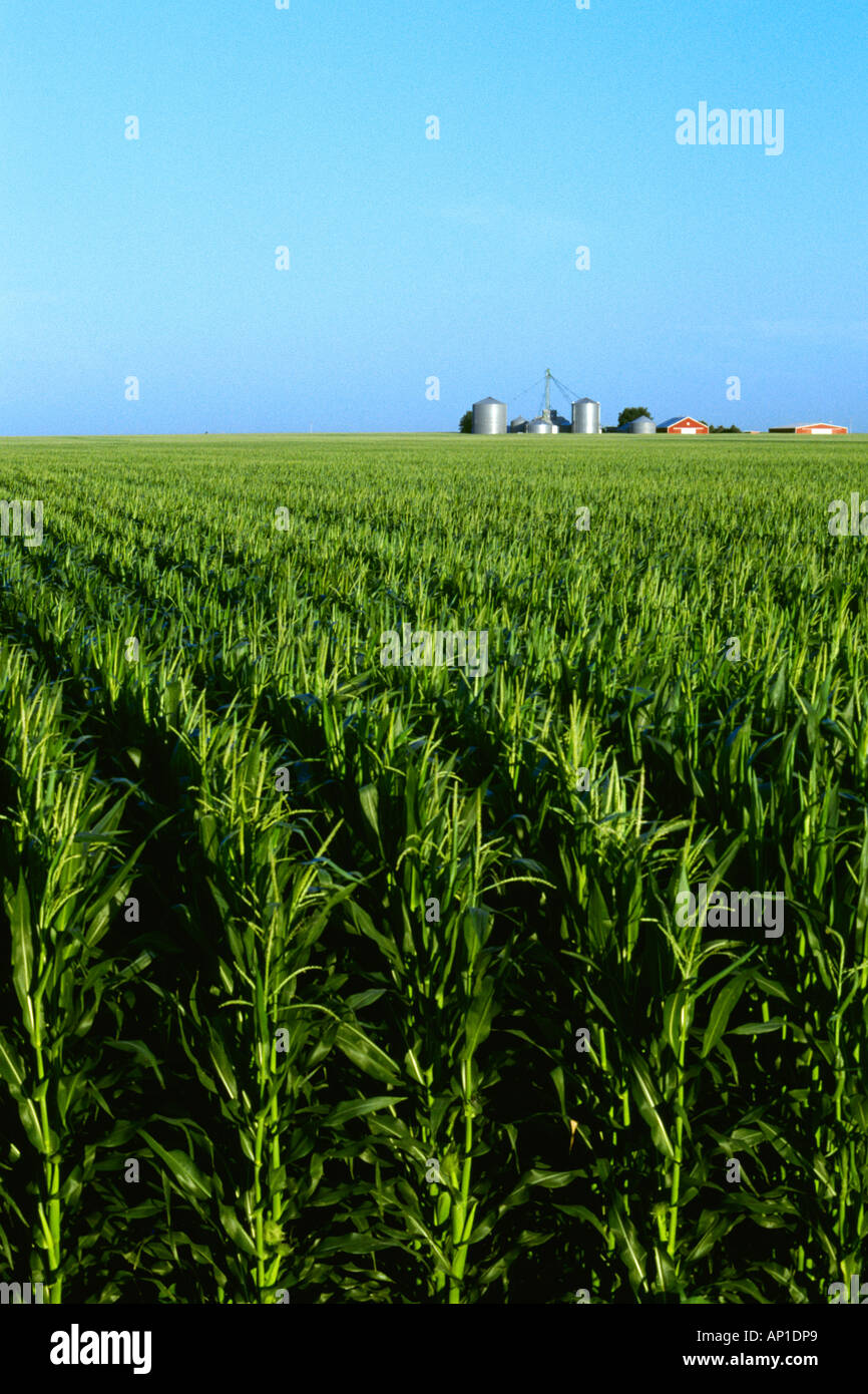 Field of mid growth tassel stage grain corn in early morning light with ...