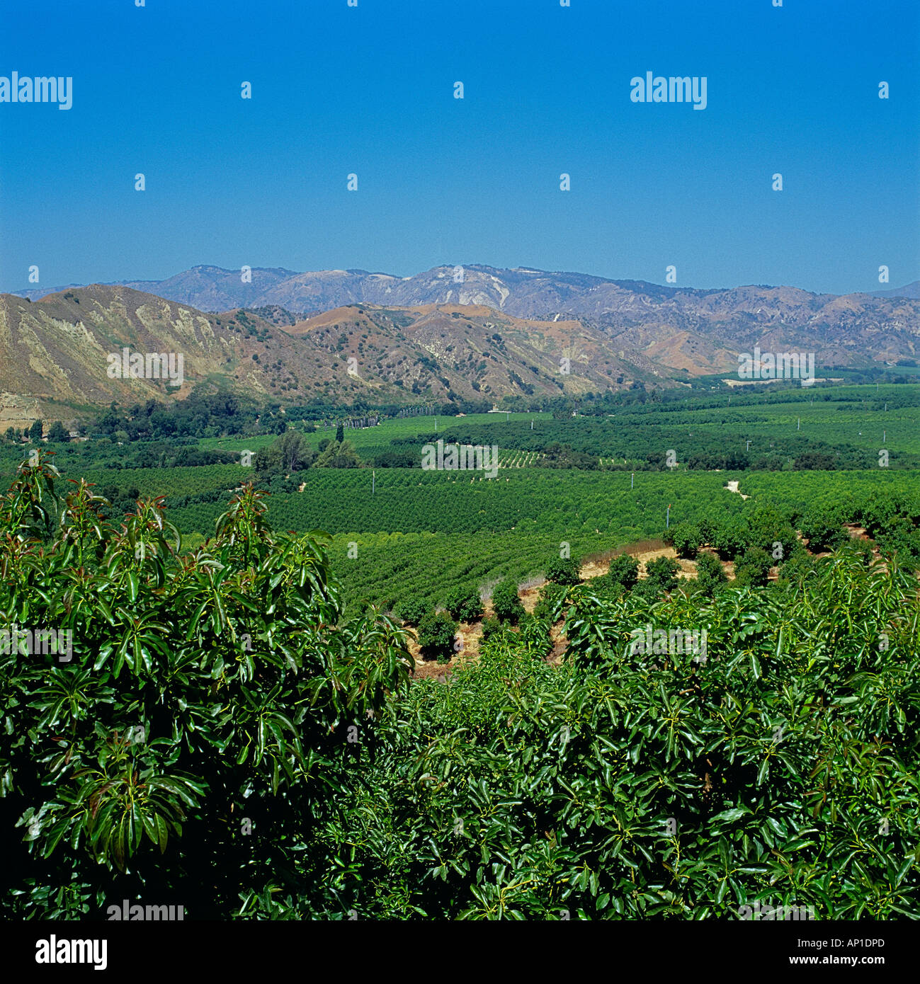 California avocado farm hi-res stock photography and images - Alamy
