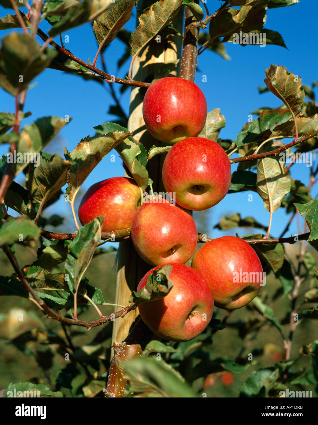 Agriculture - Pink Lady apples on the tree ripe and ready for harvest ...