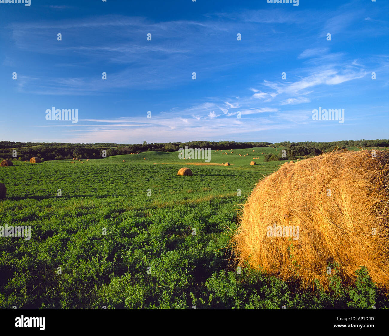 Agriculture - Rolling alfalfa field with round hay bales ready to be ...