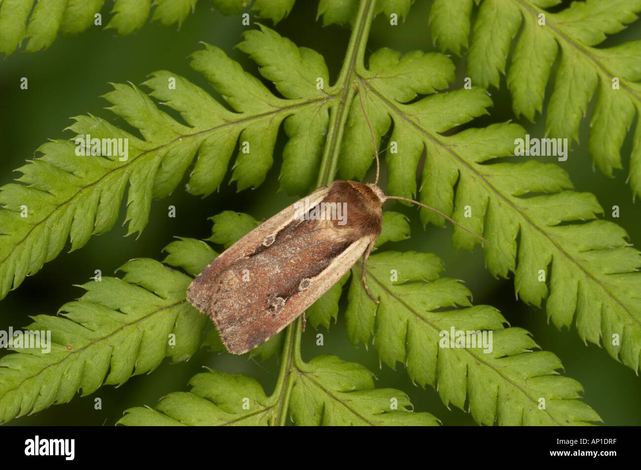 Flame Shoulder - Ochropleura plecta Stock Photo - Alamy