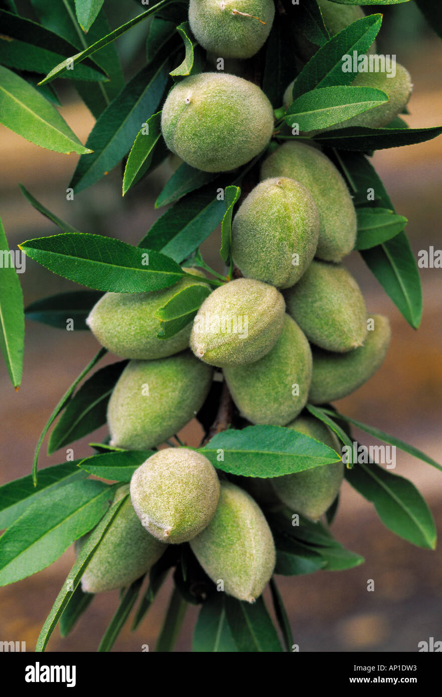 Agriculture - Closeup of a cluster of maturing almonds in the hull on ...