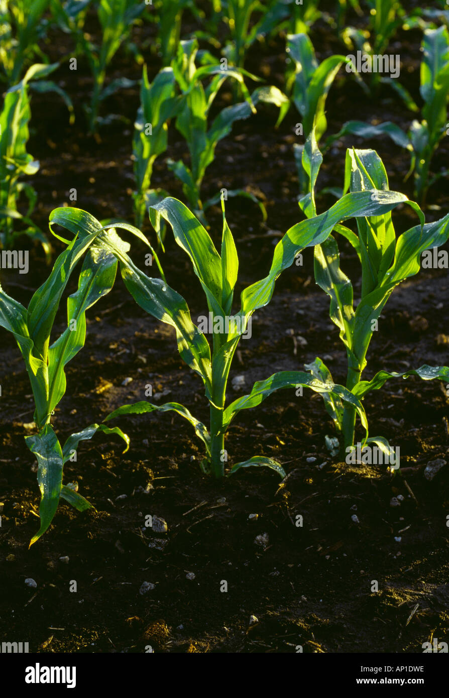 Closeup of early growth grain corn plants at the 7-8 leaf stage in late ...