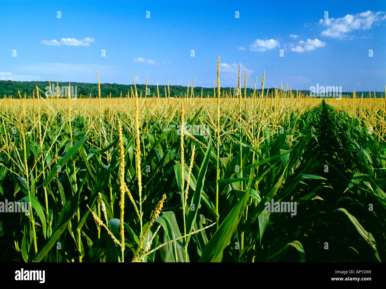 Agriculture - Large field of mid growth grain corn showing closeup ...