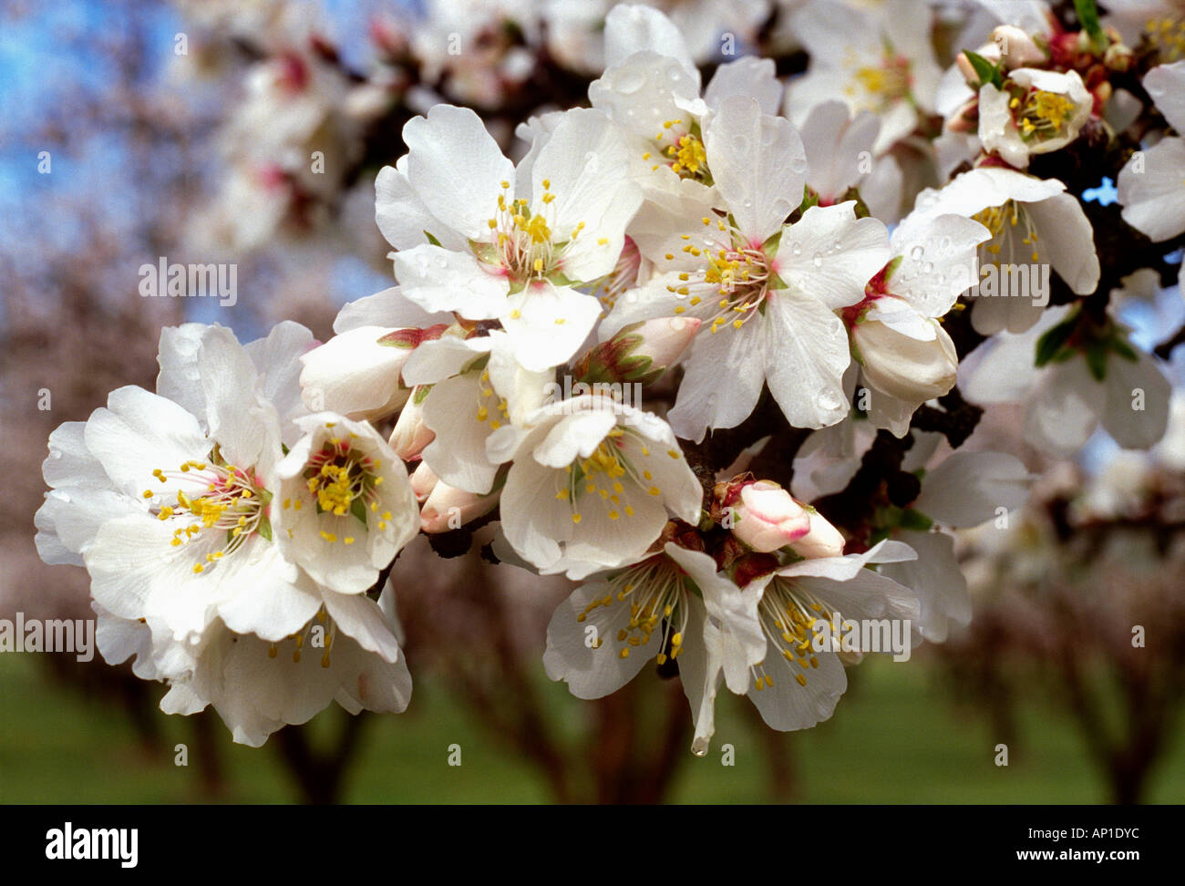 Agriculture - Closeup of almond blossoms in full Spring blossom stage ...