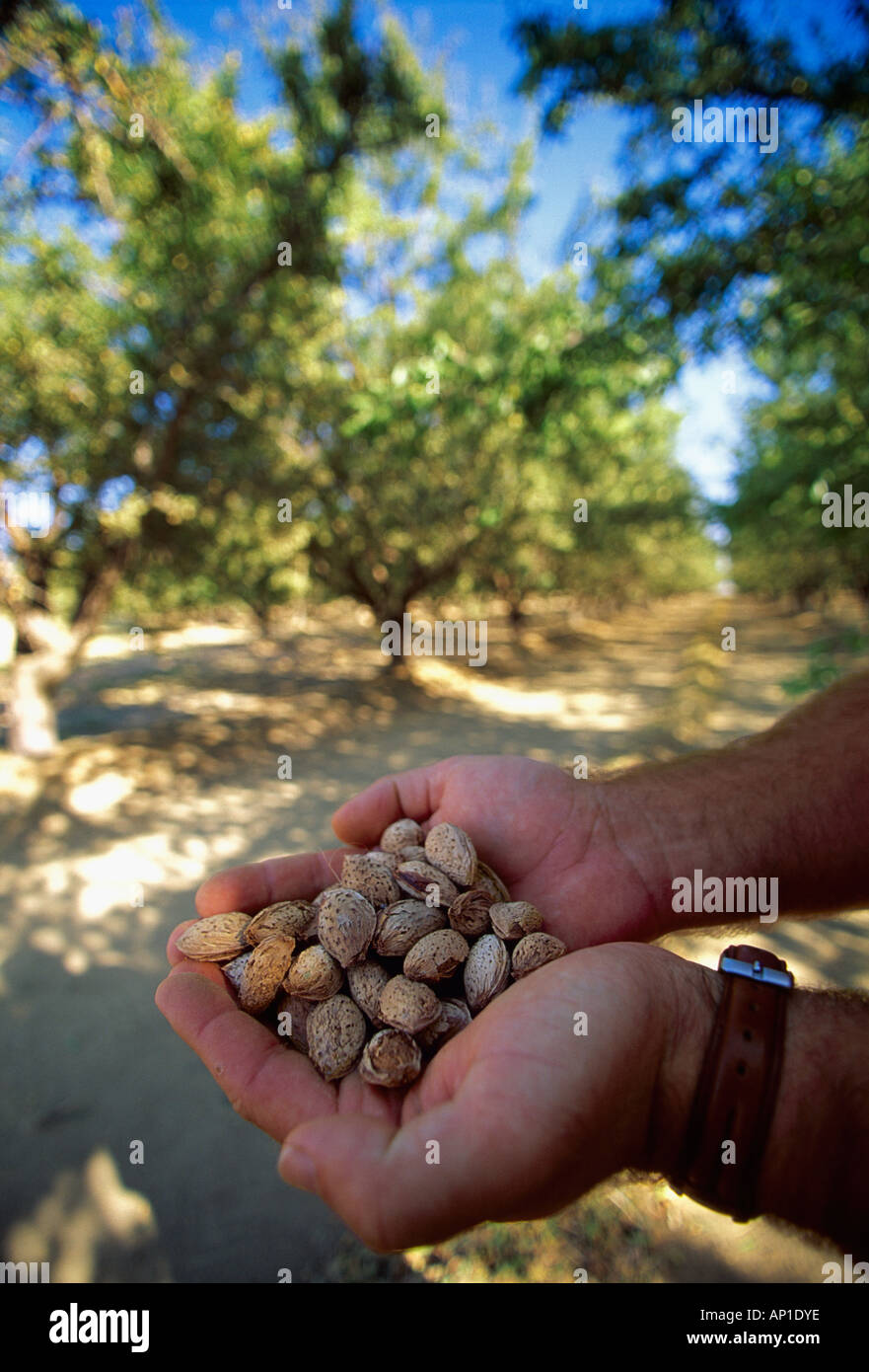 Agriculture - A farmers hands hold mature harvested almonds in an ...