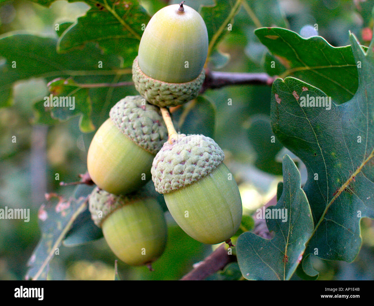 acorns hanging on a branch of an oak tree Stock Photo - Alamy