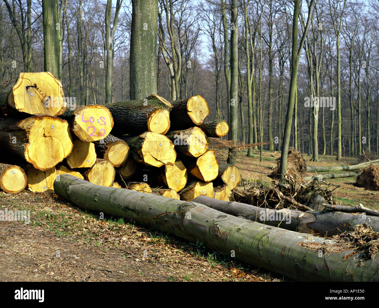 Nature weather woodcut hi-res stock photography and images - Alamy
