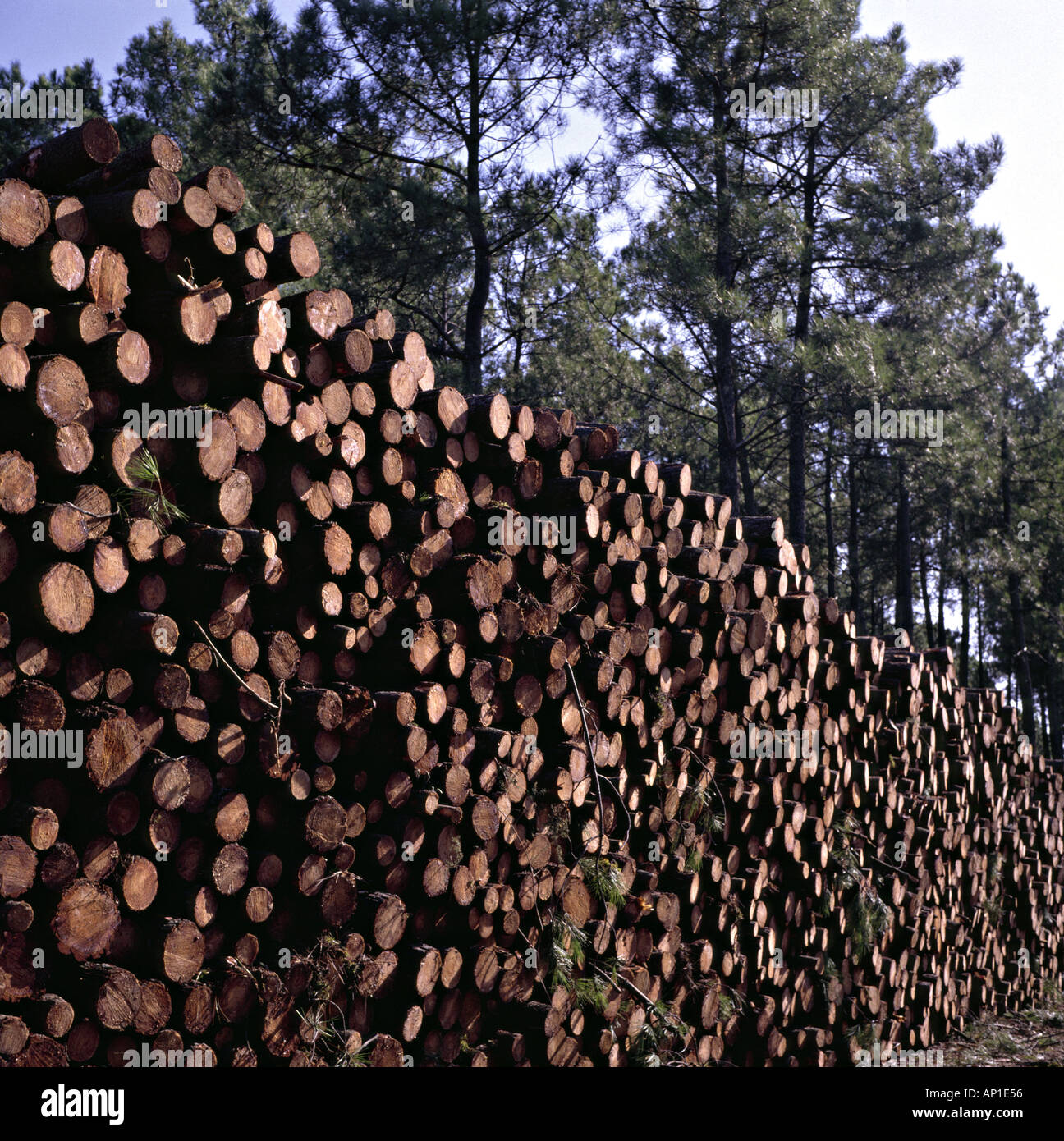 Cutten hi-res stock photography and images - Alamy