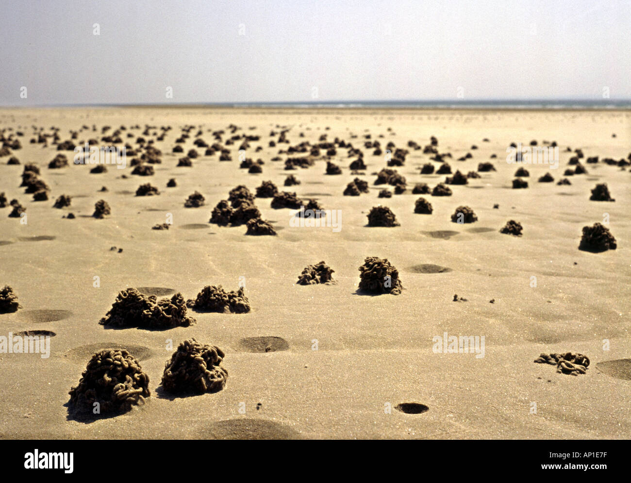 beach worms in sand on a beach of ocean Stock Photo - Alamy