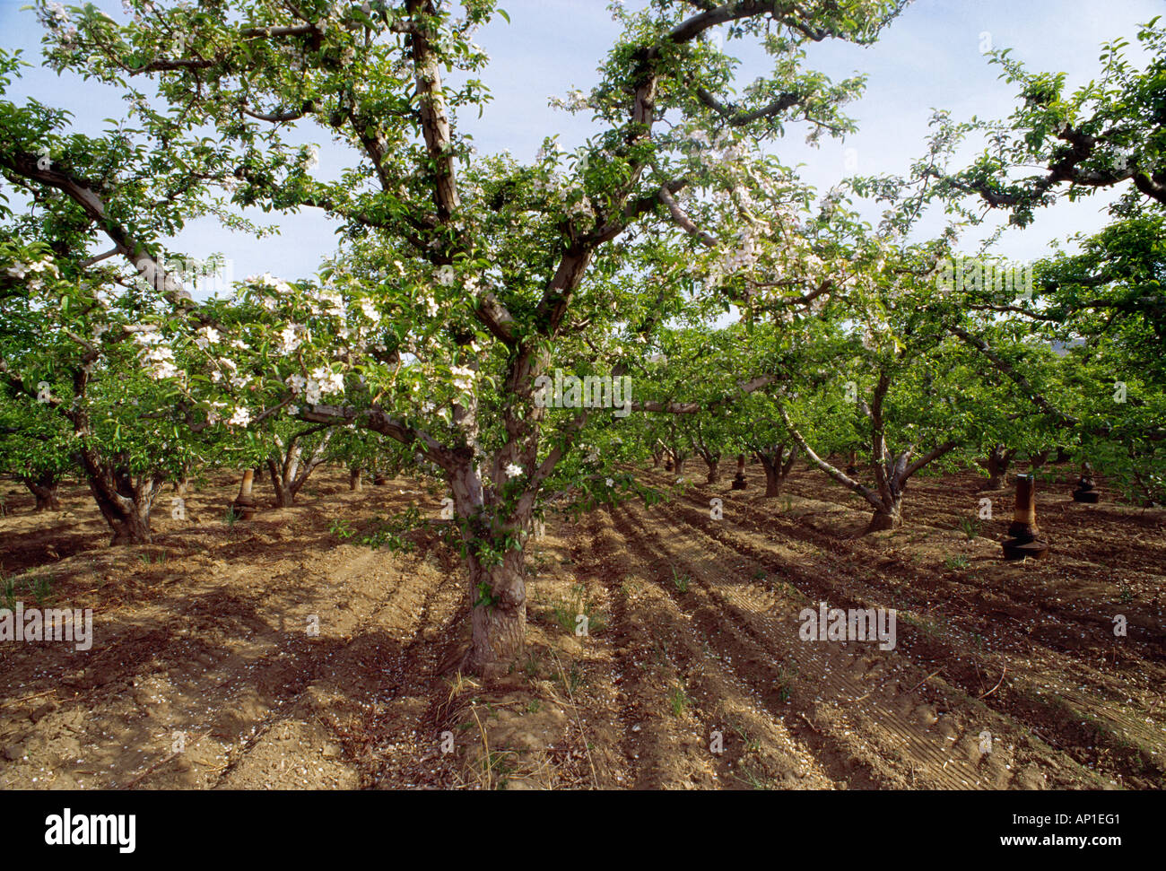 Agriculture - A very mature apple orchard in late Spring blossom stage ...