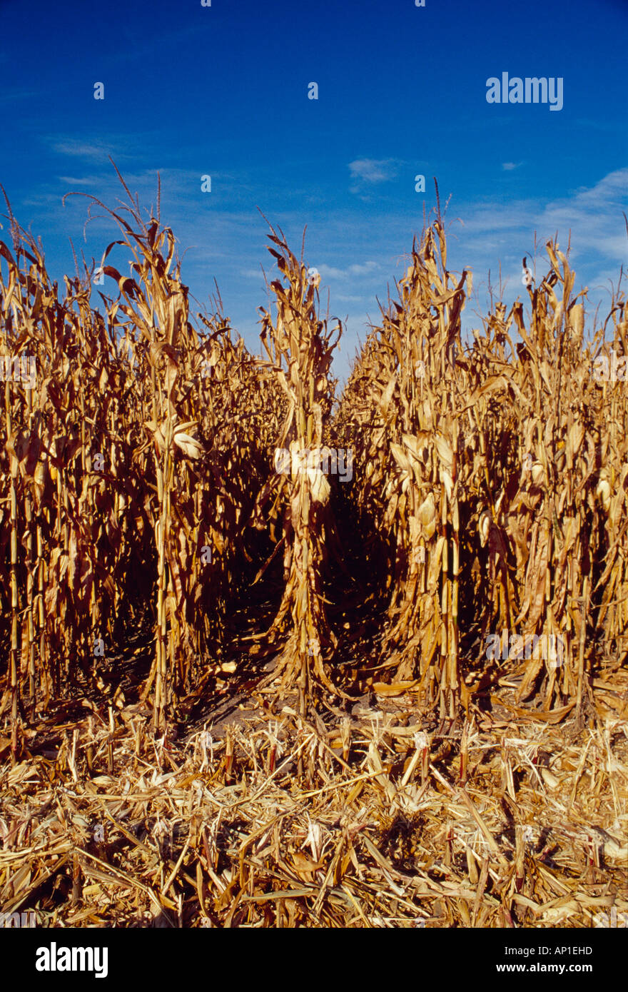 Agriculture - Sideview of a stand of mature harvest stage grain corn ...