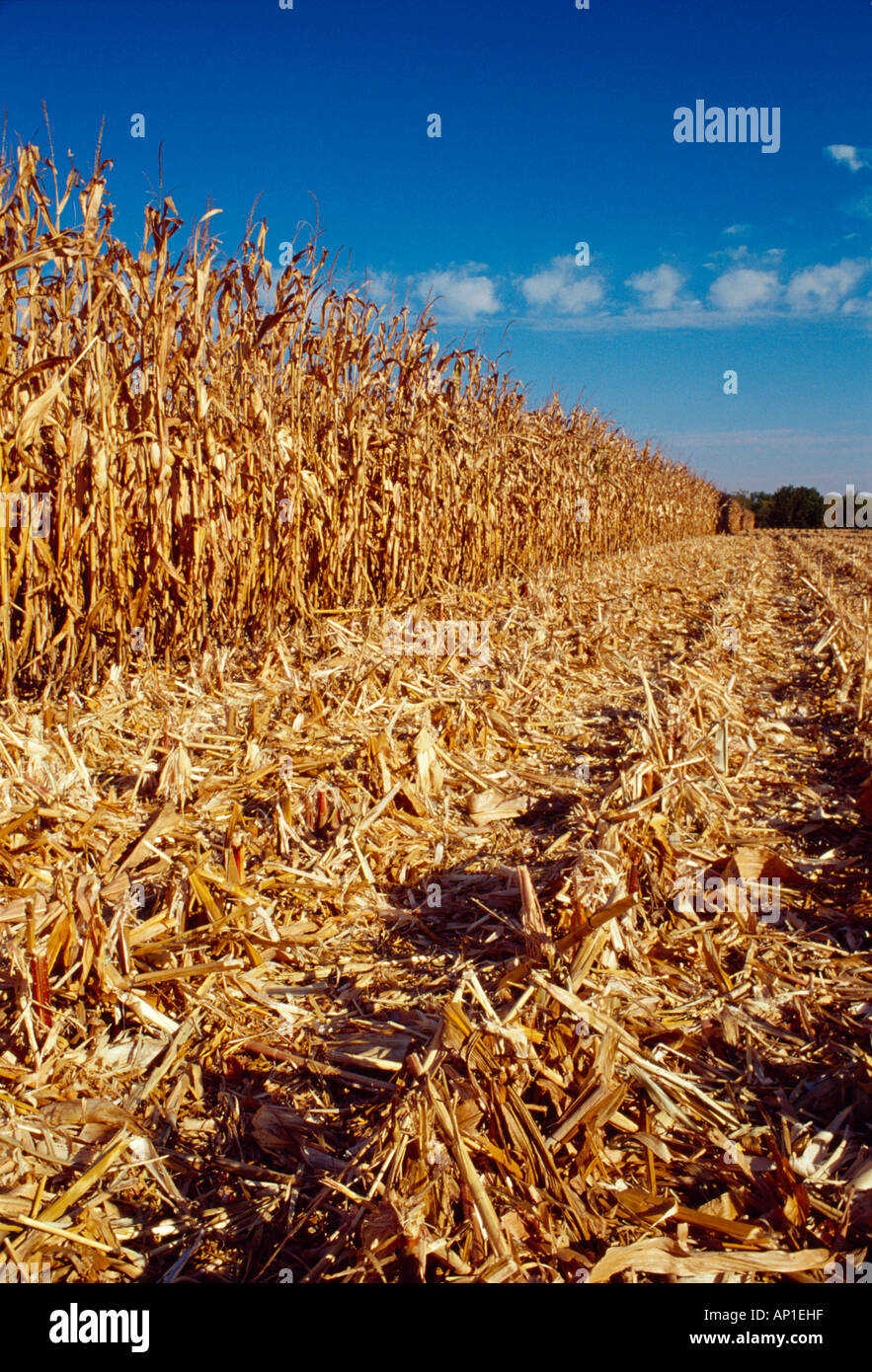 Grain corn stubble hi-res stock photography and images - Alamy