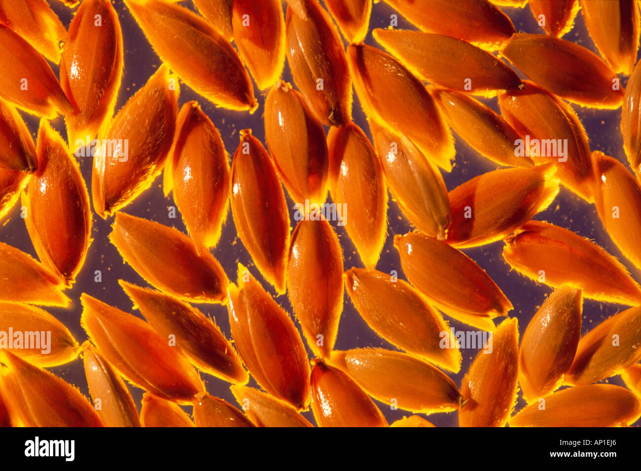 Agriculture - Closeup of a group of barley kernels, studio Stock Photo ...