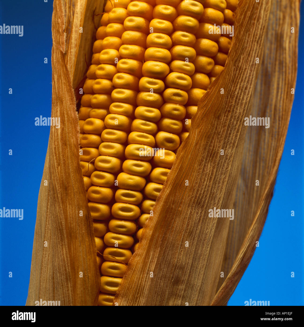 Kernel dent hi-res stock photography and images - Alamy