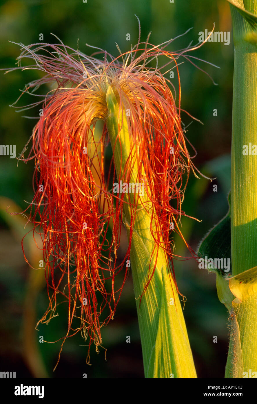 Corn Pollen High Resolution Stock Photography and Images - Alamy