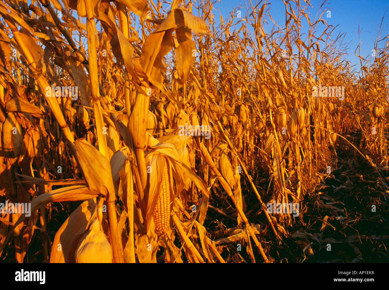 Agriculture - Looking down between rows of harvest ready grain corn at ...