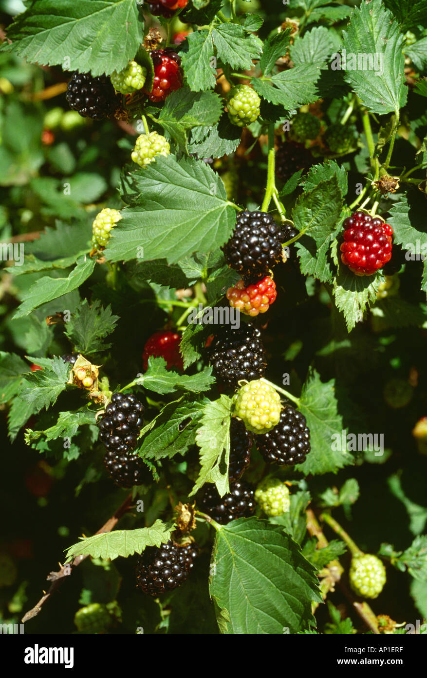 Agriculture - Blackberries on the vine in various stages of ripeness ...