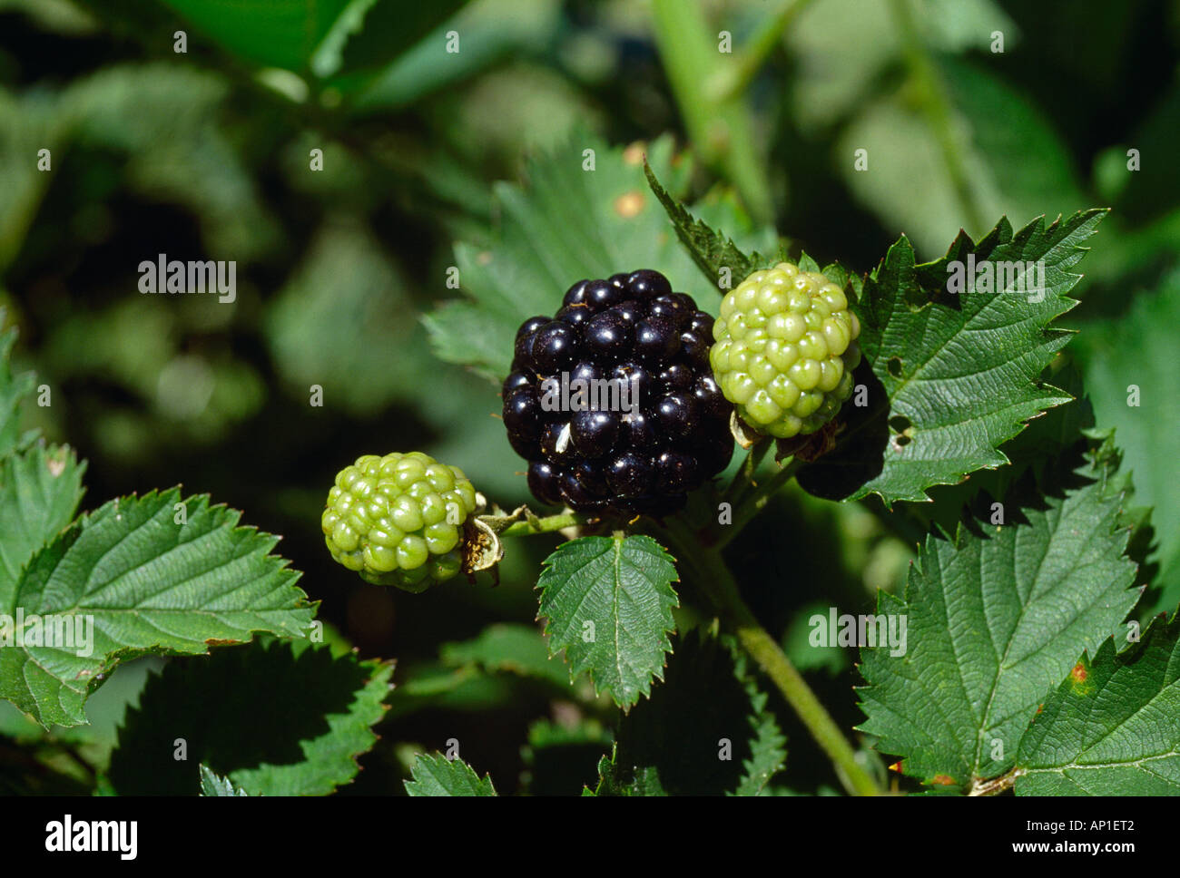 Agriculture - Blackberries on the vine in various stages of ripeness ...