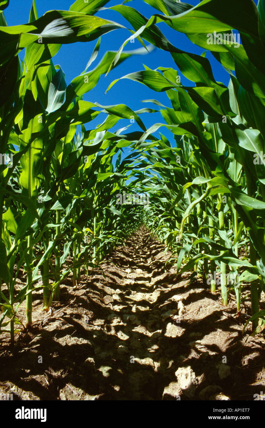 Field mid growth grain corn hi-res stock photography and images - Alamy