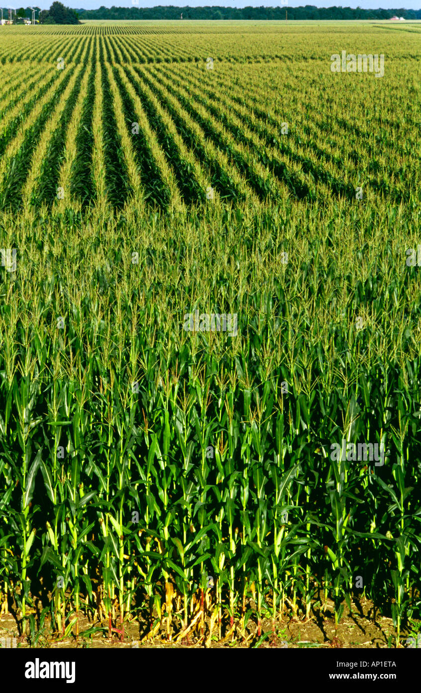 Agriculture - Large field of mid growth fully tasseled grain corn ...