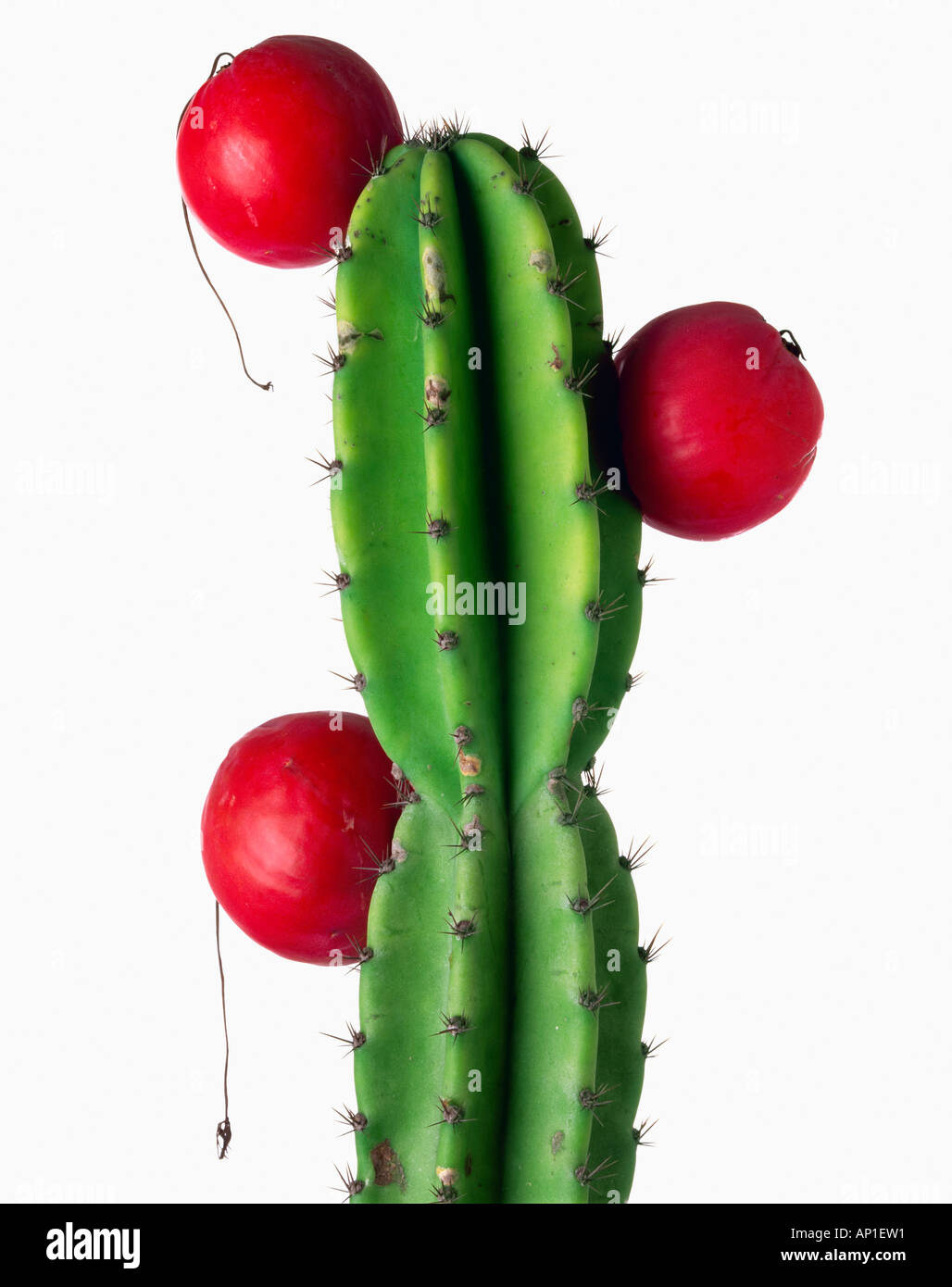 Fruit of the Cereus peruvianus a cactus commonly grown as a garden ...