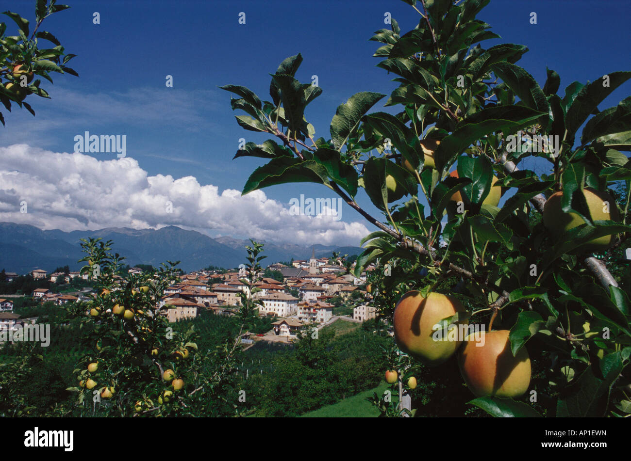 Coredo, apple plantation, Trentino, Italy Stock Photo - Alamy