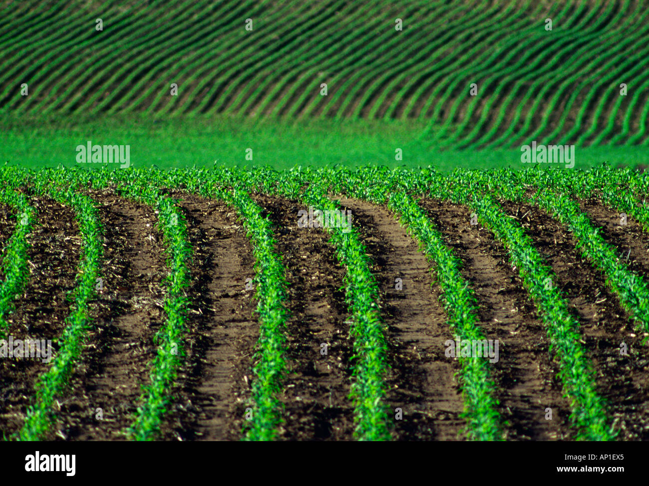 Agriculture - Early growth grain corn plants grow in curved rows in a ...