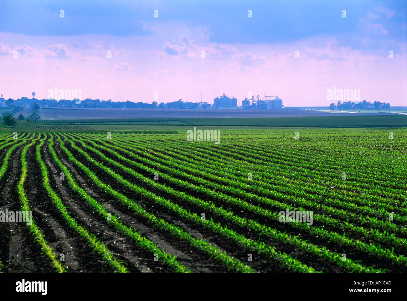 Agriculture - Vast field of early growth grain corn in early morning ...