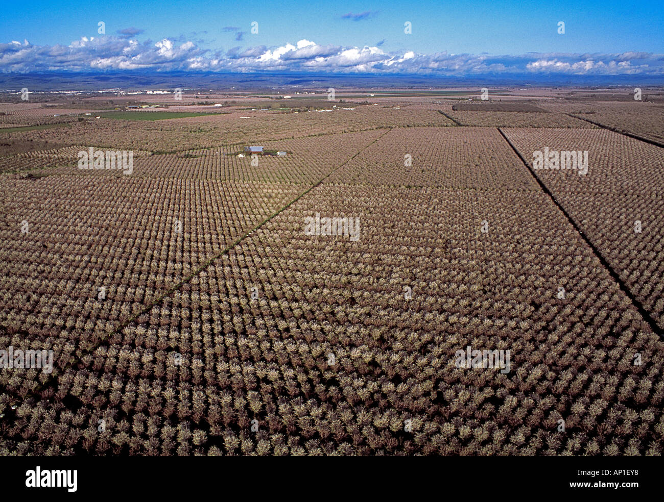 Agriculture - Aerial view of vast almond orchards in full bloom in ...