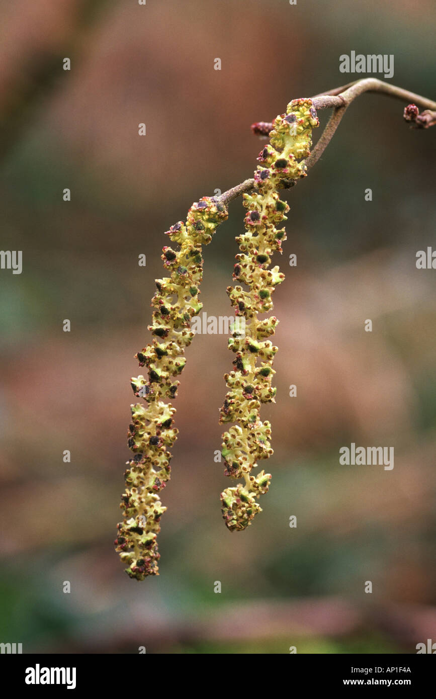 Alder Catkins Alnus glutinosa Stock Photo - Alamy