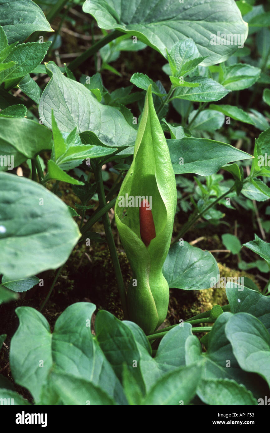 Lords and Ladies Arum maculatum Stock Photo - Alamy