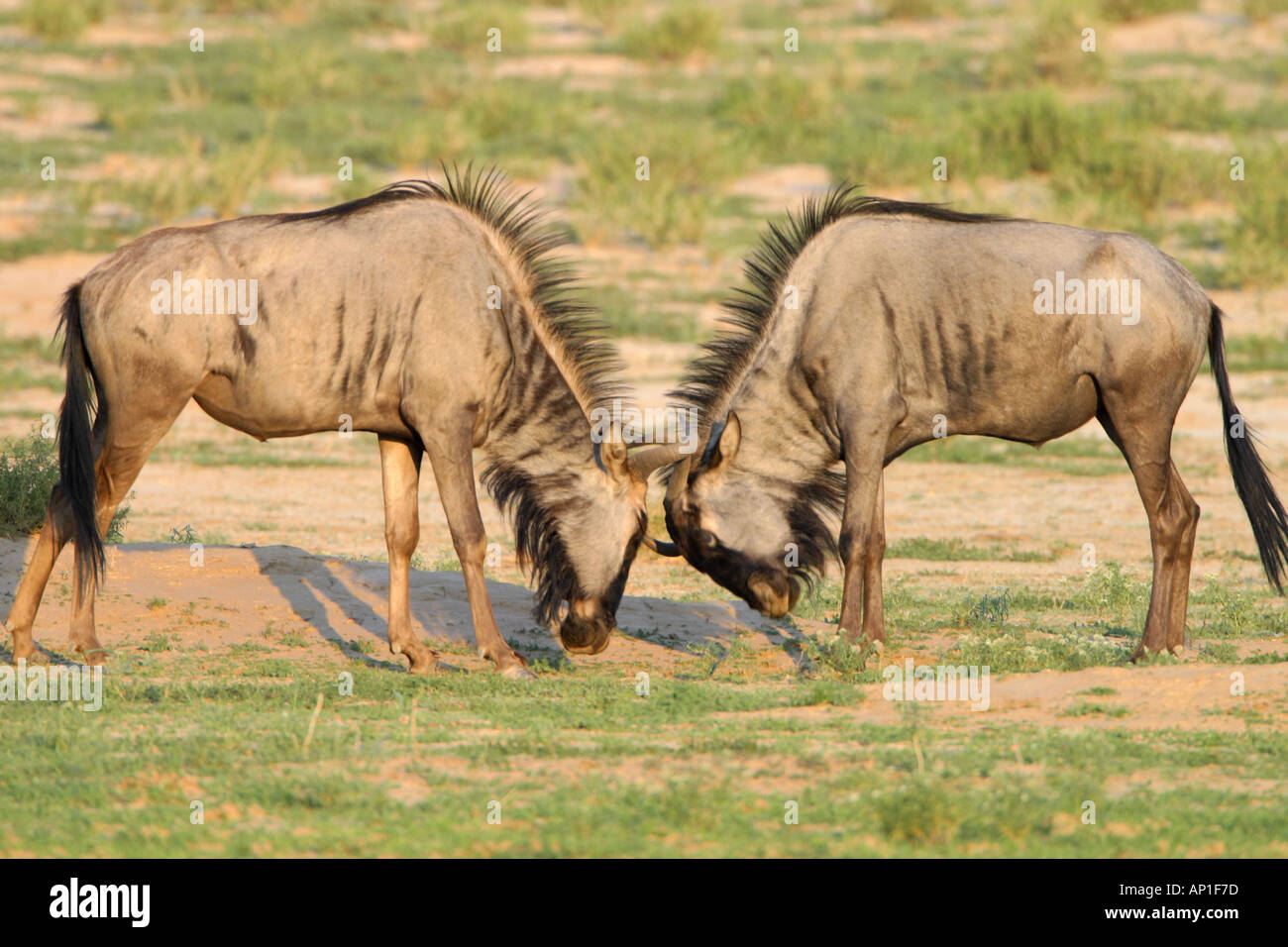 blue wildebeest fight Stock Photo - Alamy