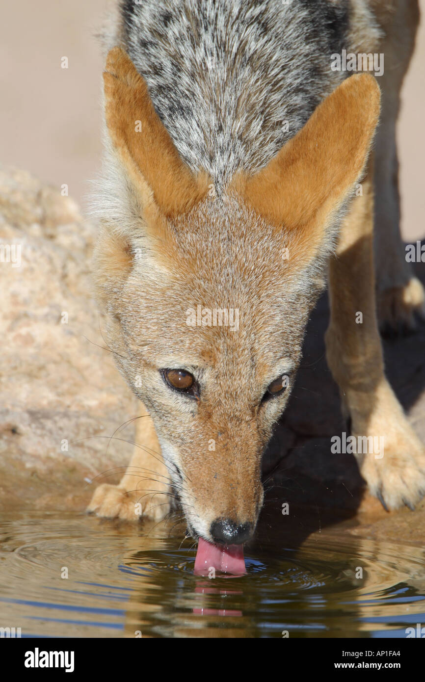jackal portrait drinking Stock Photo - Alamy