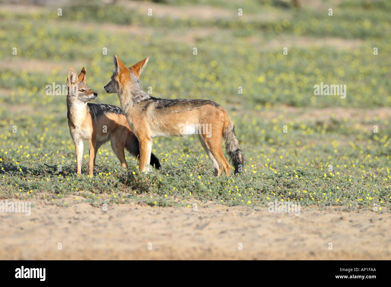 jackal duo greeting Stock Photo - Alamy