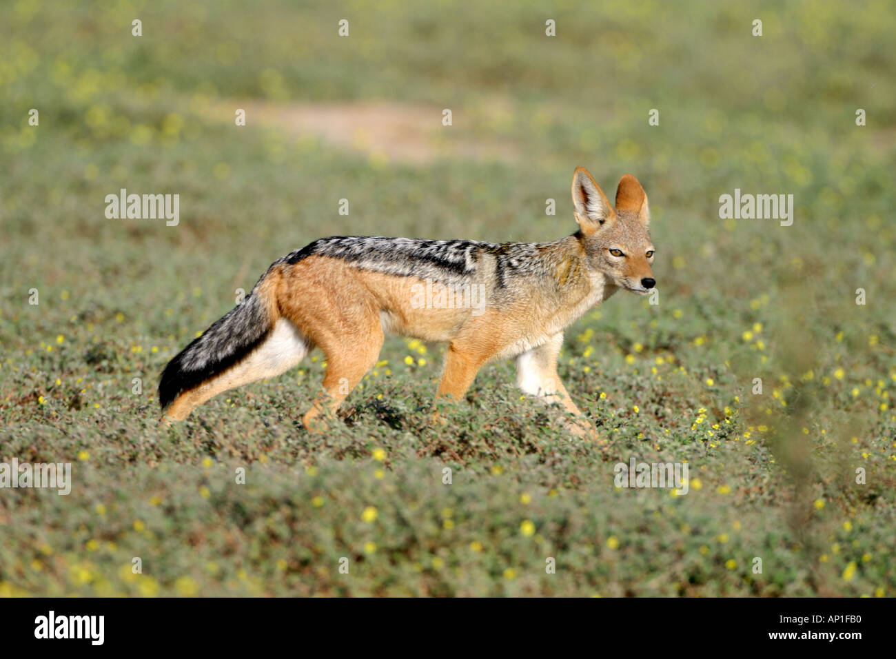 Wildlife africa jackal running hi-res stock photography and images - Alamy
