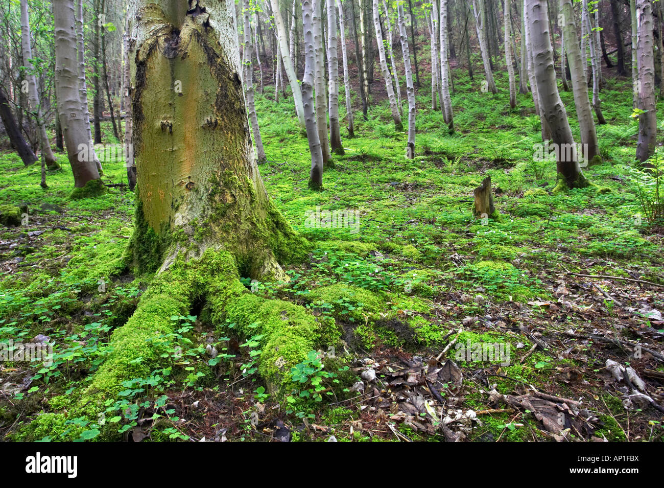 Moss and clover growing on the floor of birch woodland in Guisborough ...
