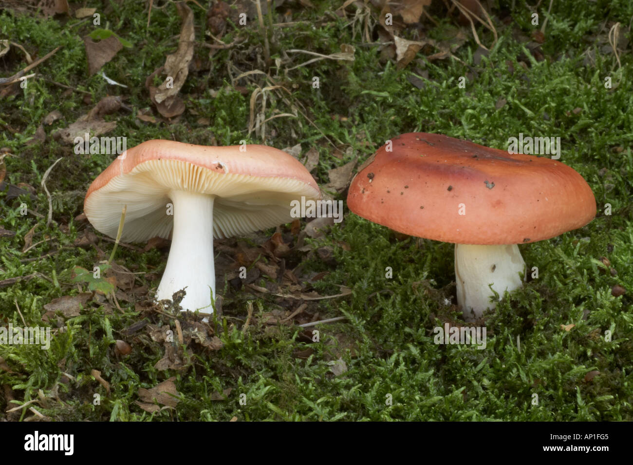 Russula luteotacta hi-res stock photography and images - Alamy