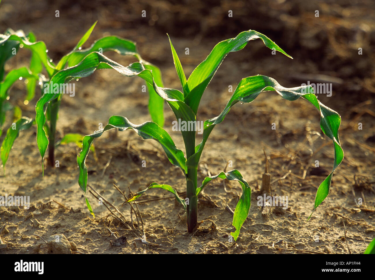 Sunlight after rainstorm hi-res stock photography and images - Alamy