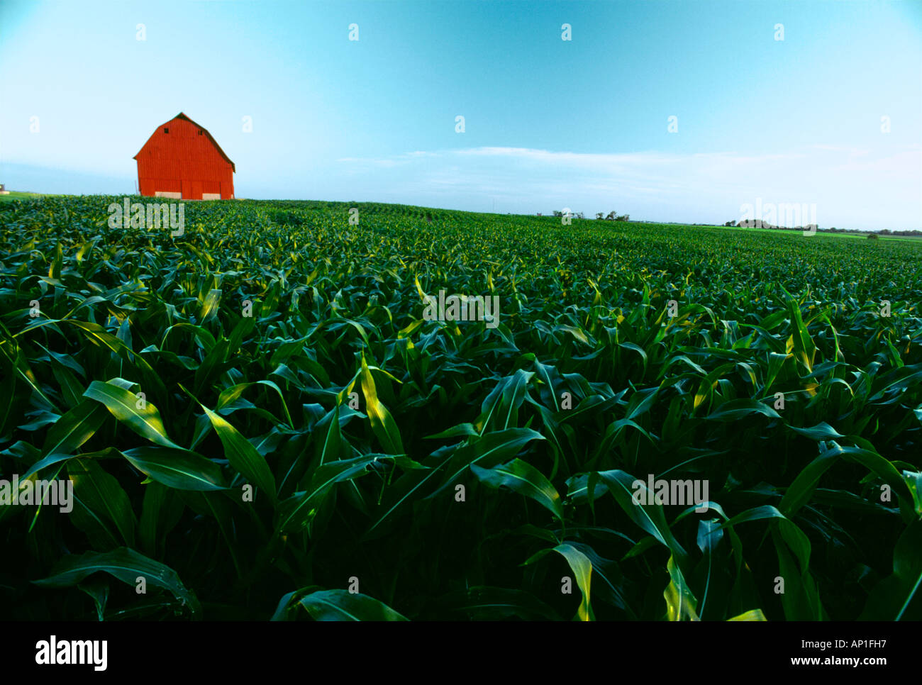 Agriculture - A rolling field of mid growth grain corn at dawn with a ...