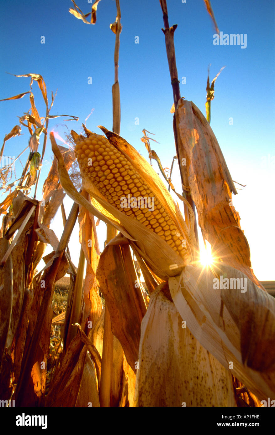 Agriculture - Closeup of a mature harvest ready ear of grain corn on ...