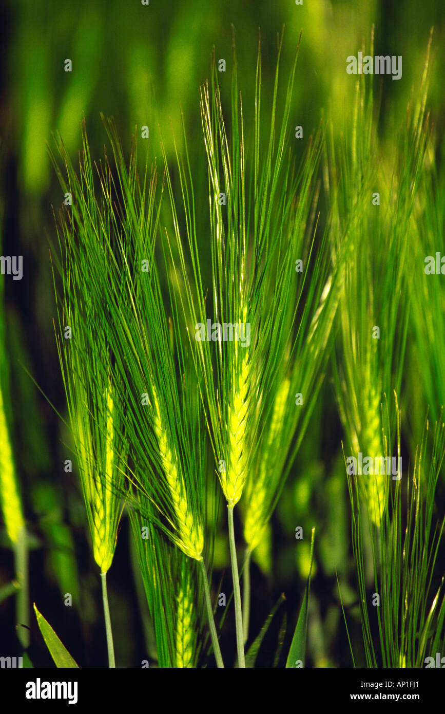 6 row malt hi-res stock photography and images - Alamy