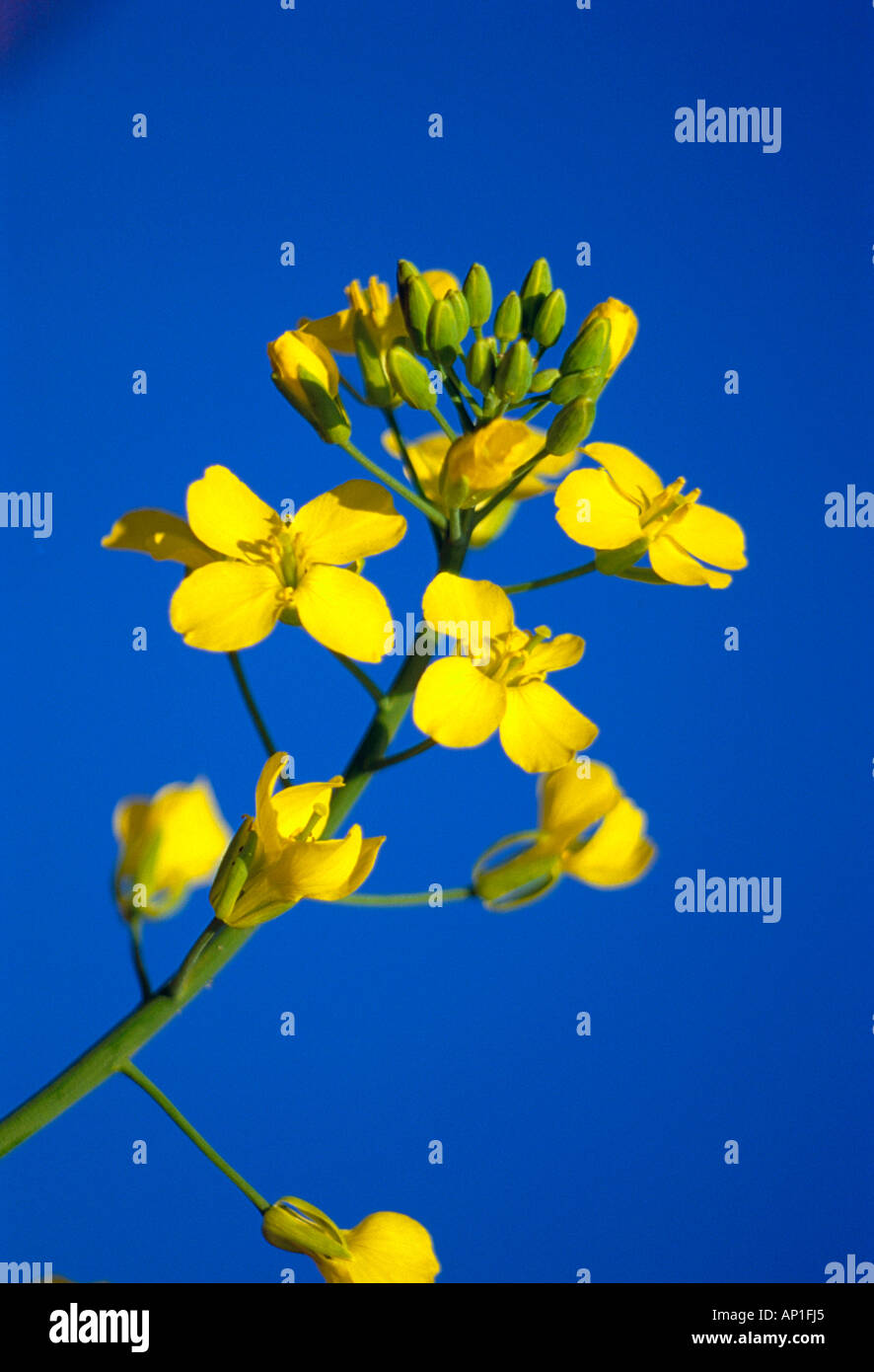 Canola Plant Stages