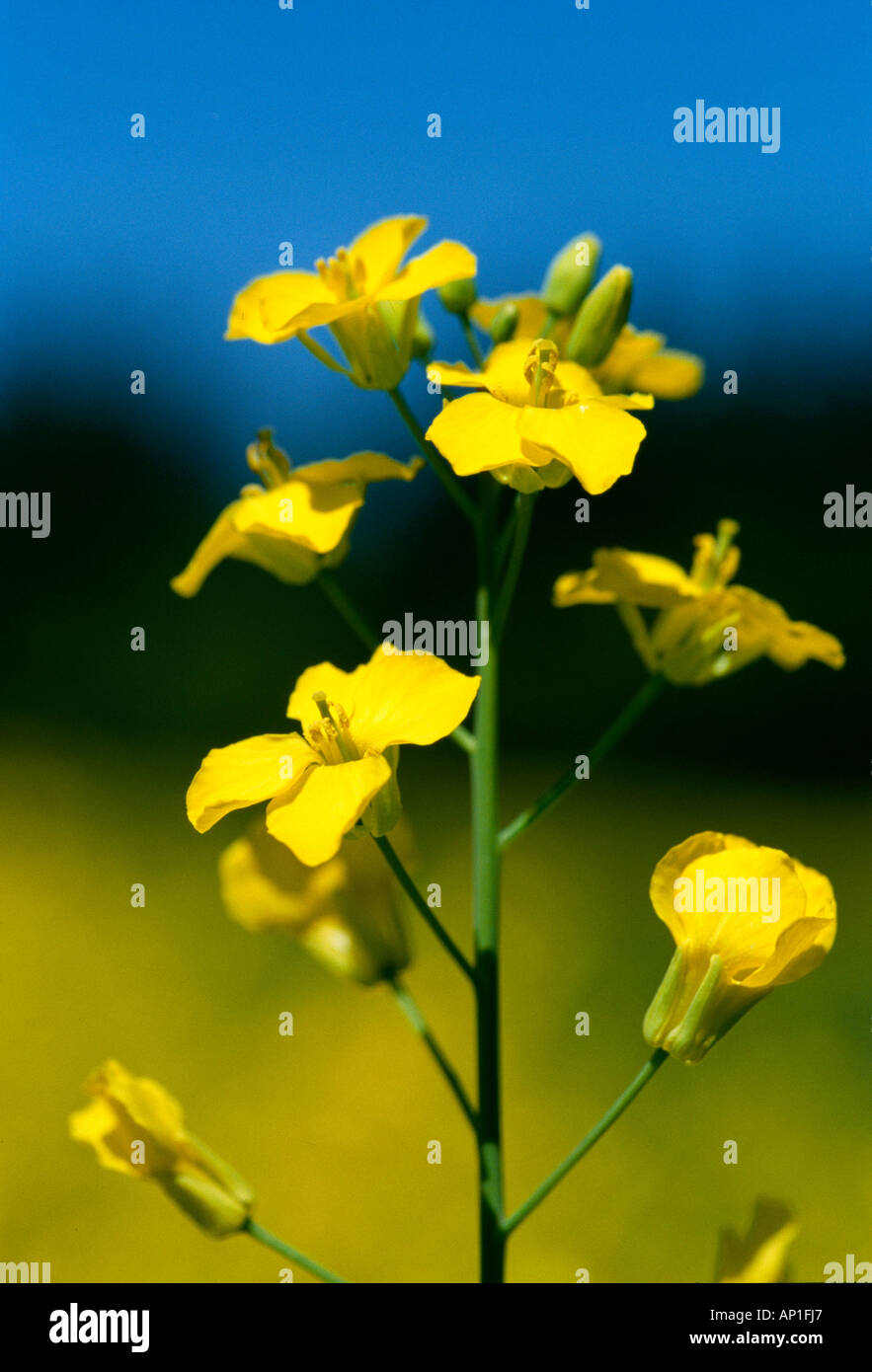 Agriculture - Closeup of canola (rape seed) flower in full bloom stage ...