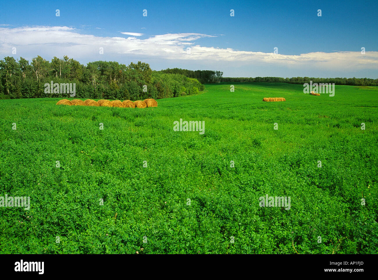 Mature growth alfalfa field hi-res stock photography and images - Alamy