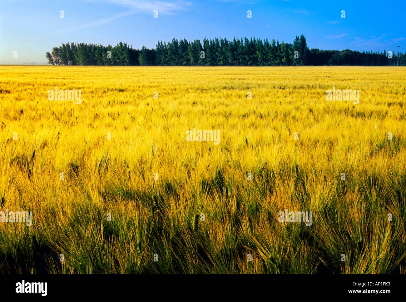 Malting 6 row barley hi-res stock photography and images - Alamy